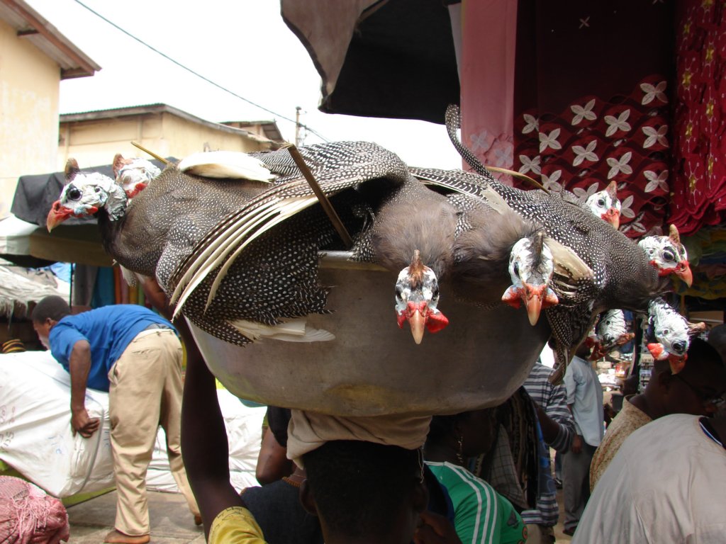 Lomé Cotonou en ulm pendulaire